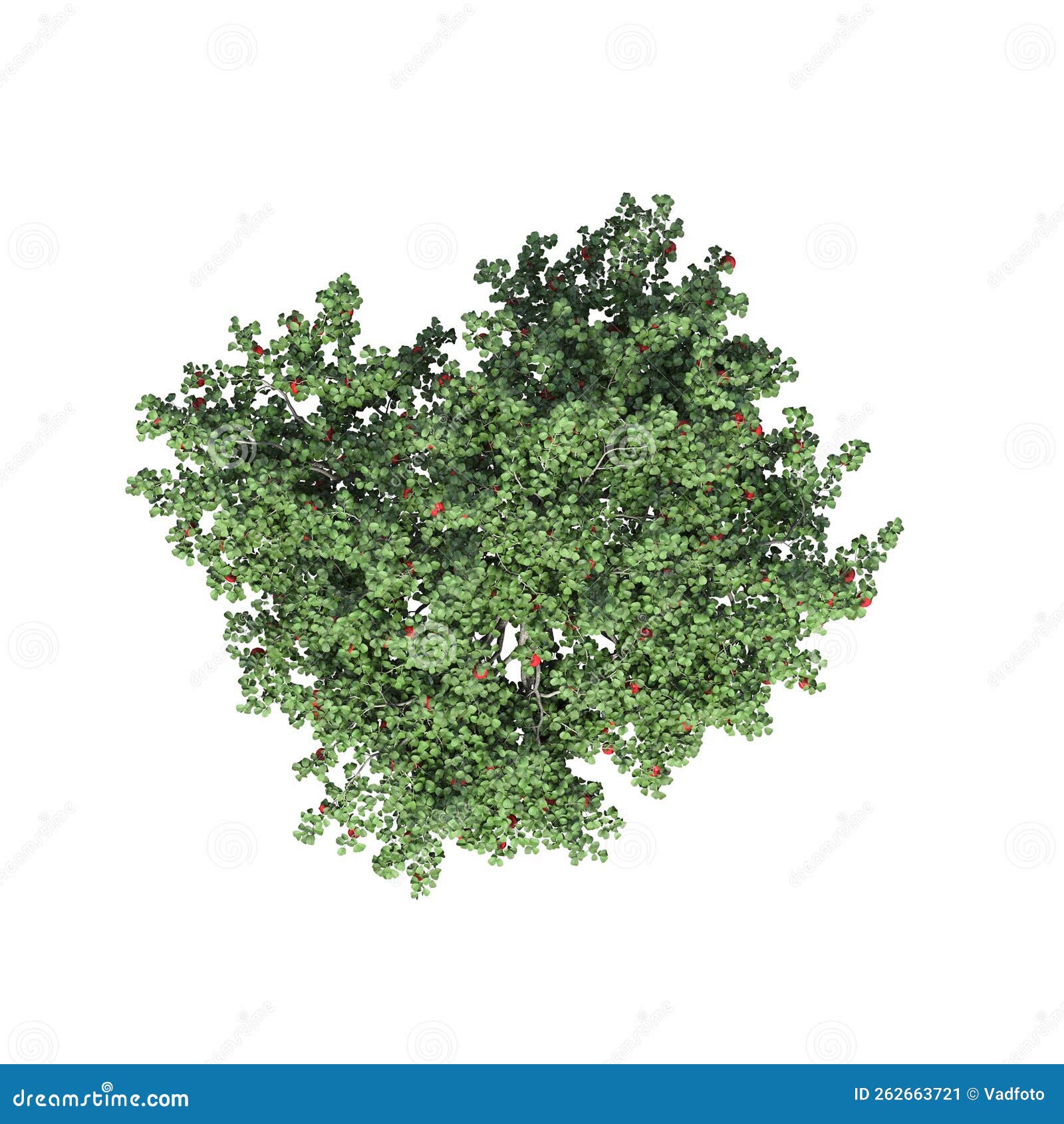 Tree Top View, Isolated on White Background Stock Illustration ...