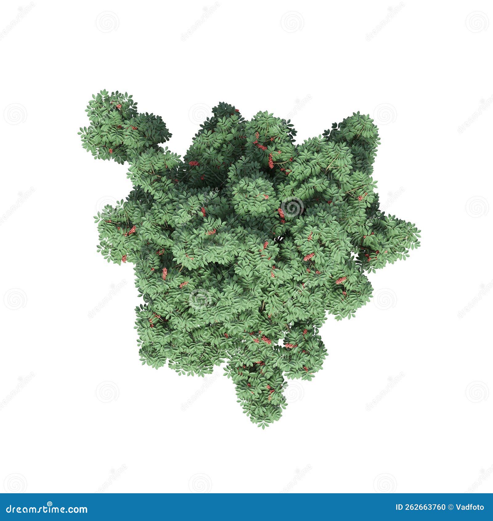 Tree Top View, Isolated on White Background Stock Illustration ...