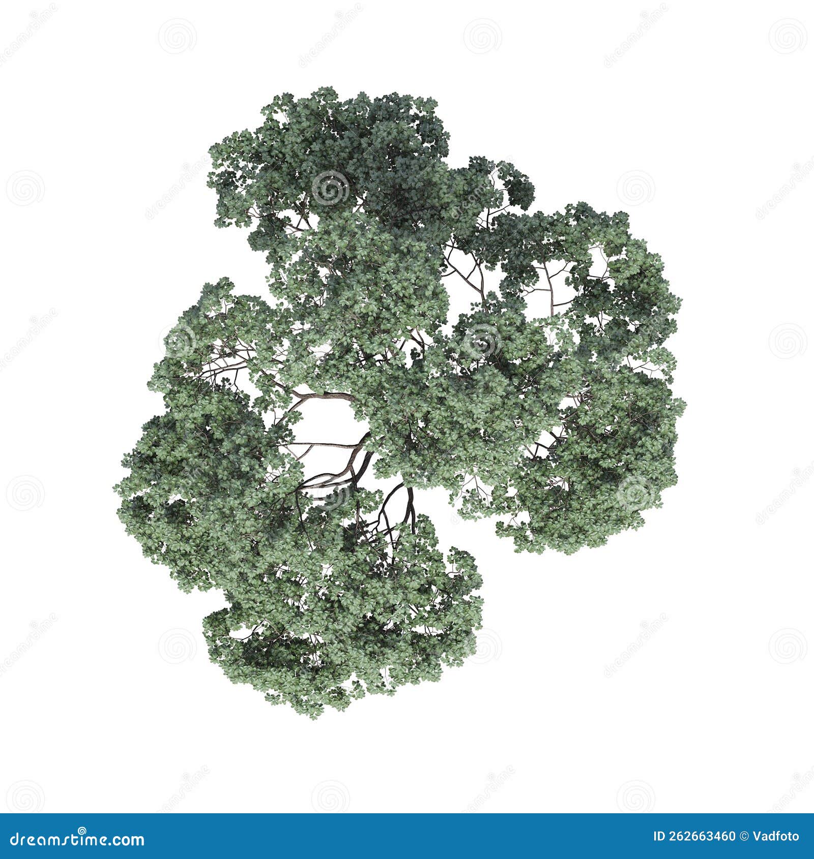 Tree Top View, Isolated on White Background Stock Illustration ...