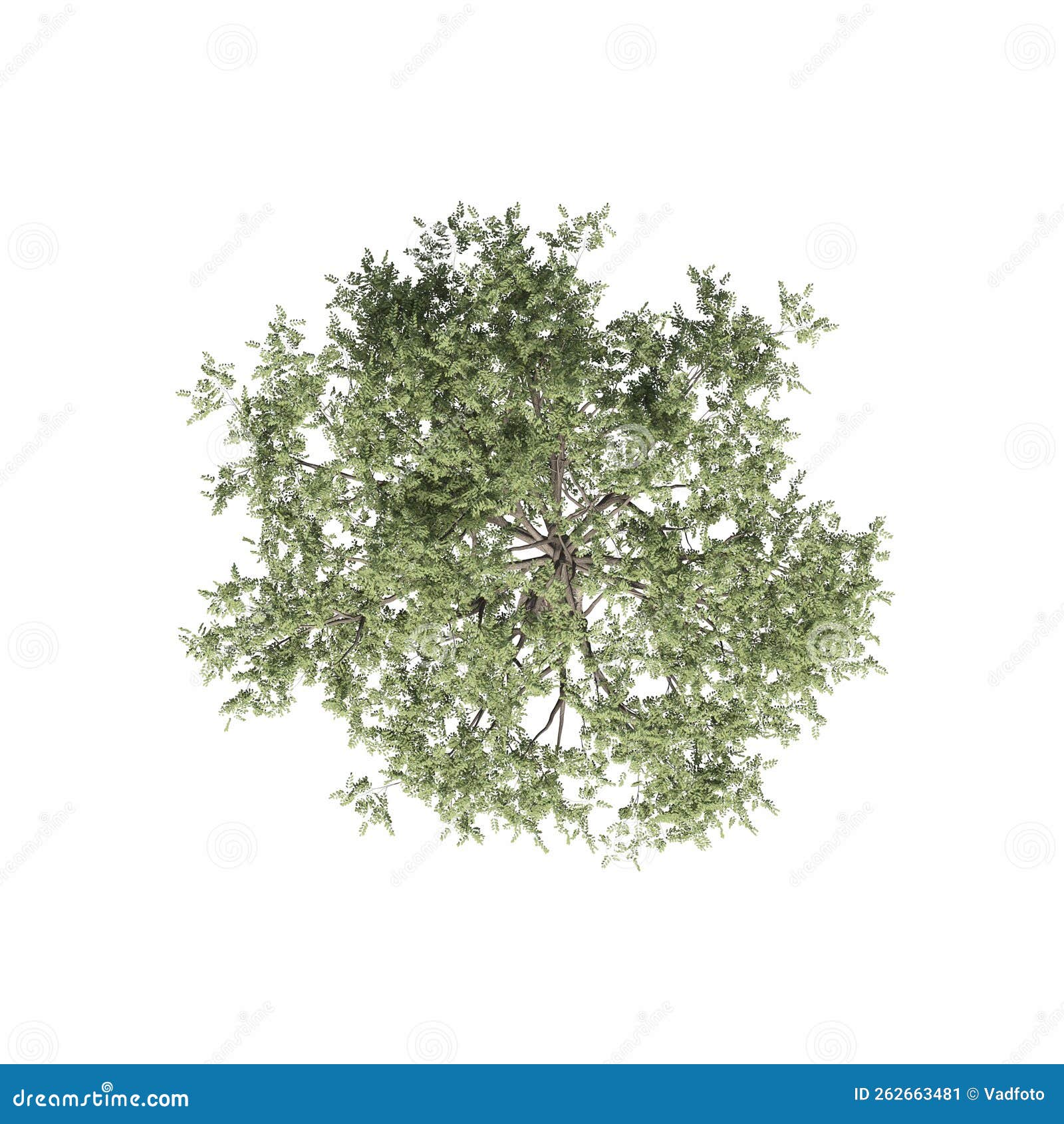 Tree Top View, Isolated on White Background Stock Illustration ...