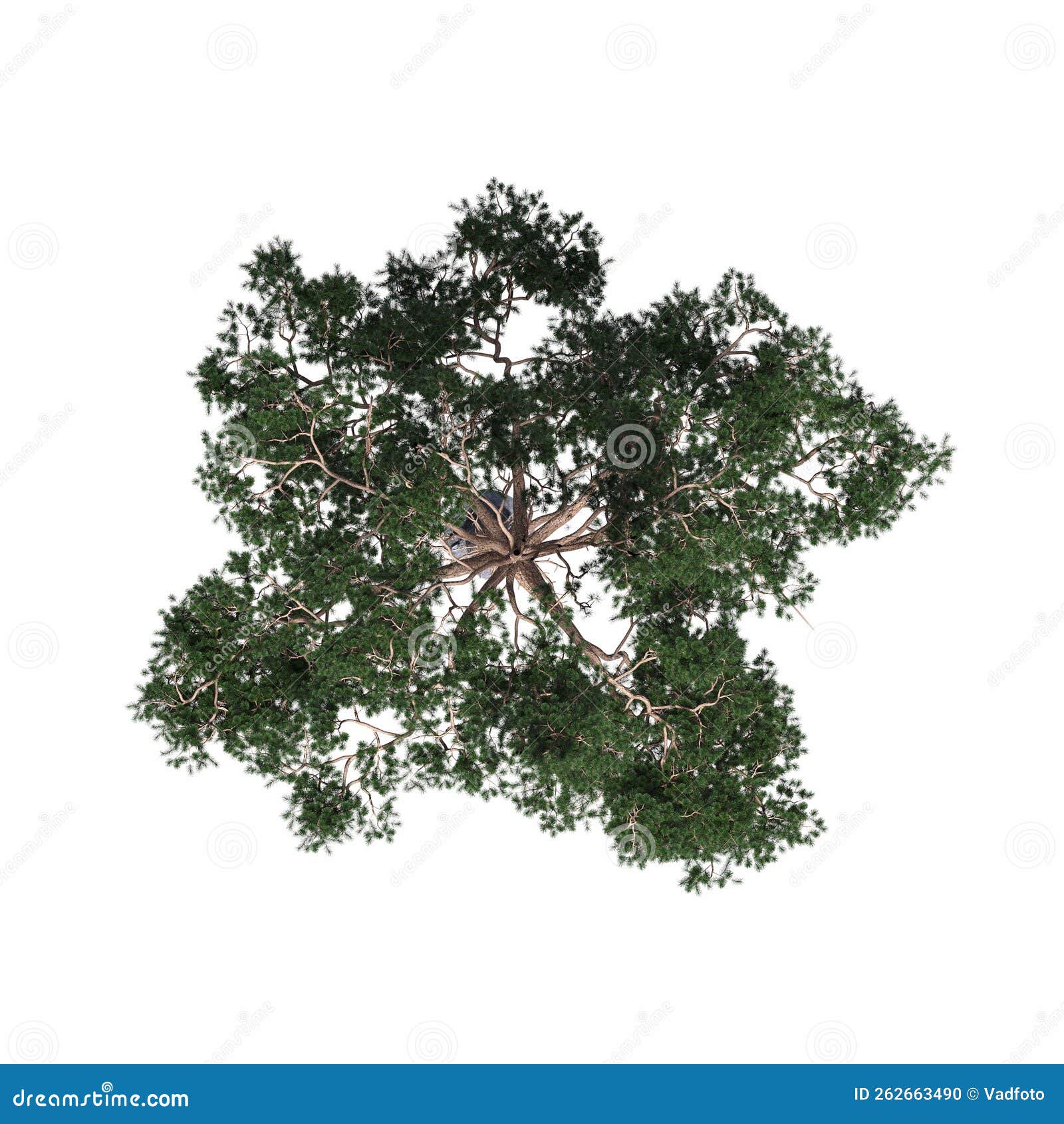 Tree Top View, Isolated on White Background Stock Illustration ... Tree Top View, Isolated on White Background Stock Illustration ...