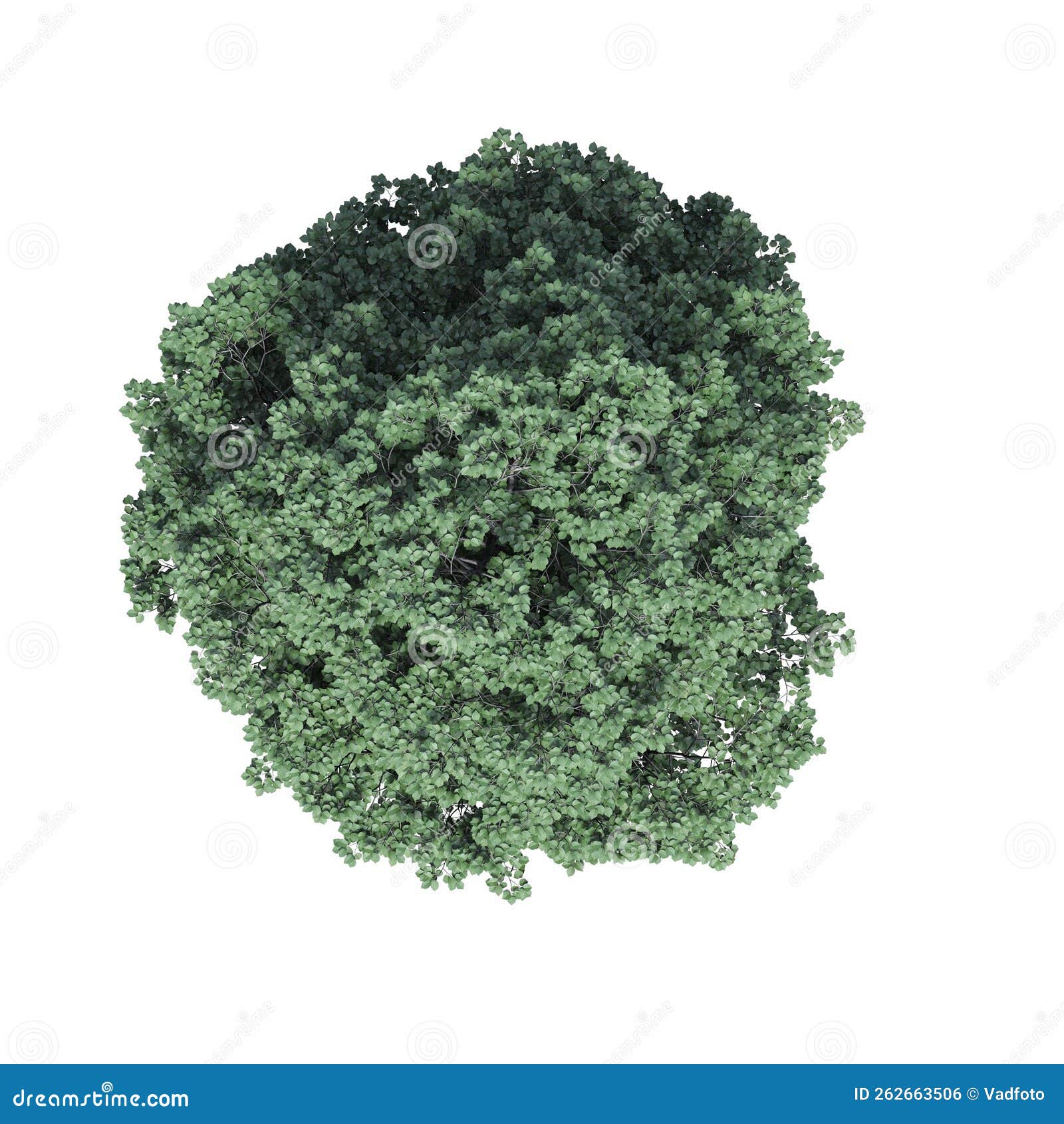 Tree Top View, Isolated on White Background Stock Illustration ...