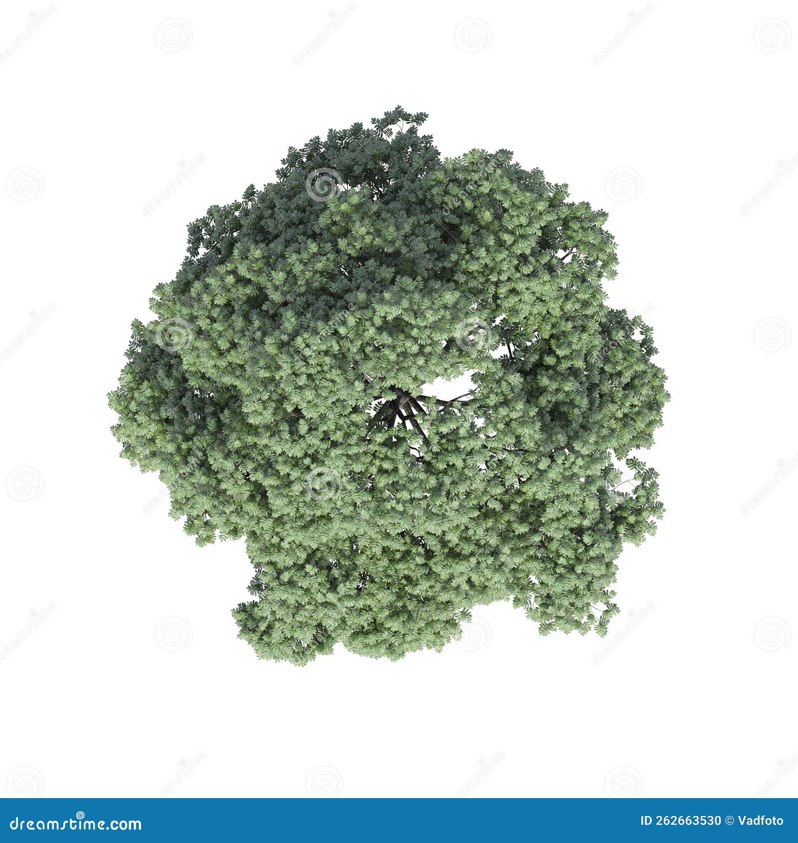 Tree Top View, Isolated on White Background Stock Illustration ... Tree Top View, Isolated on White Background Stock Illustration ...