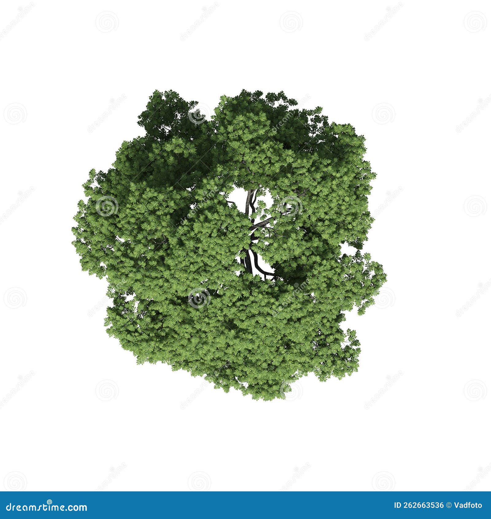 Tree Top View, Isolated on White Background Stock Illustration ... Tree Top View, Isolated on White Background Stock Illustration ...