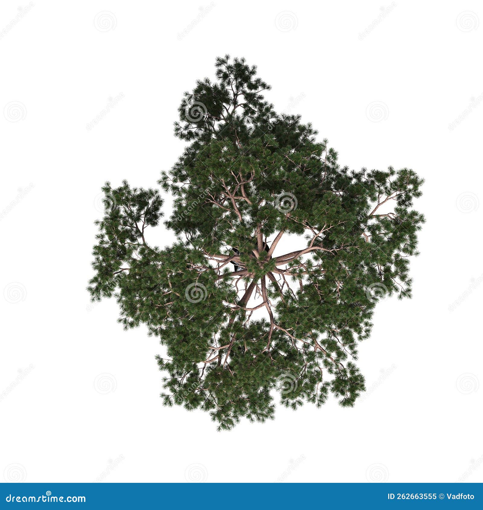Tree Top View, Isolated on White Background Stock Illustration ...