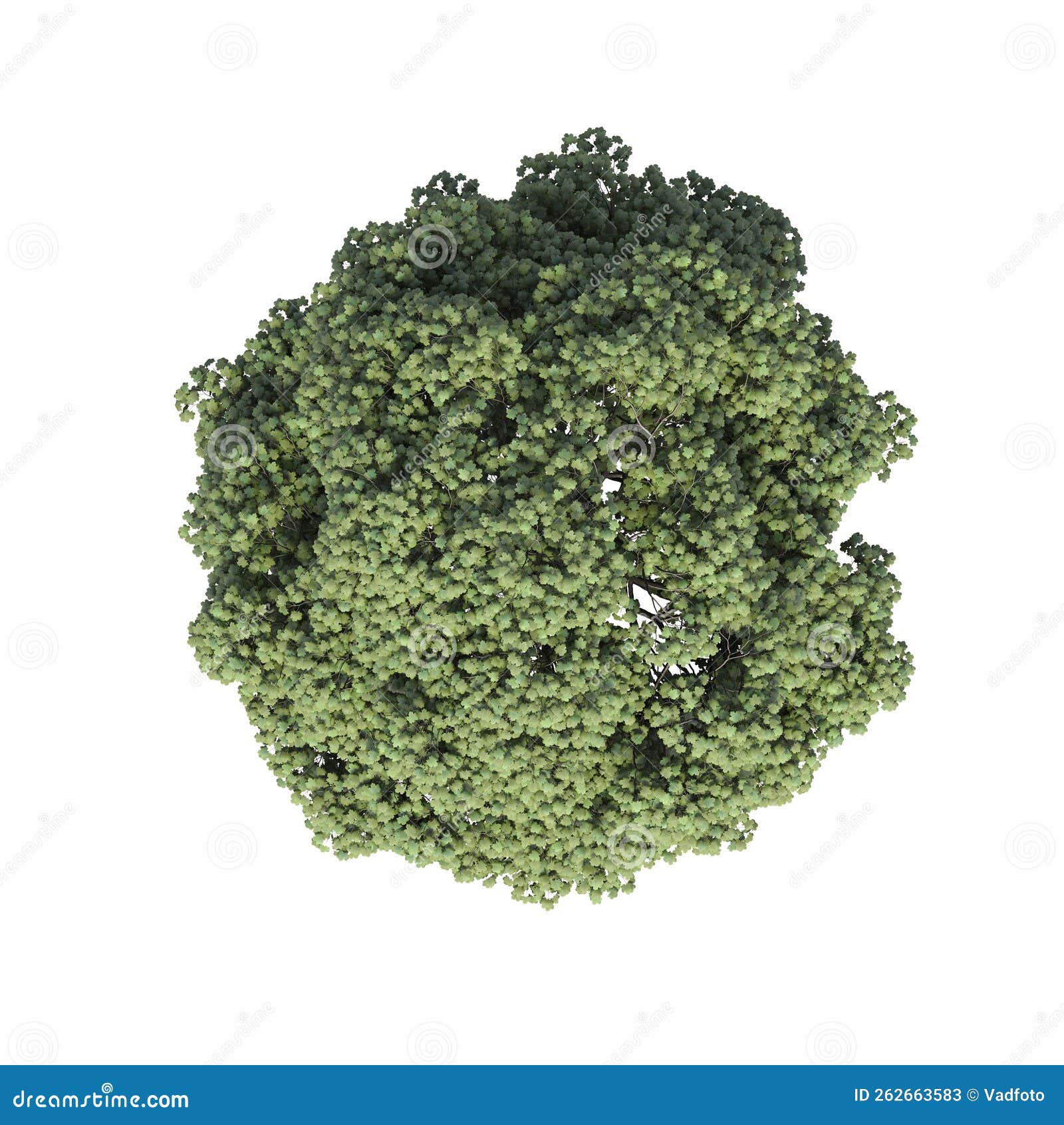 Tree Top View, Isolated on White Background Stock Illustration ...