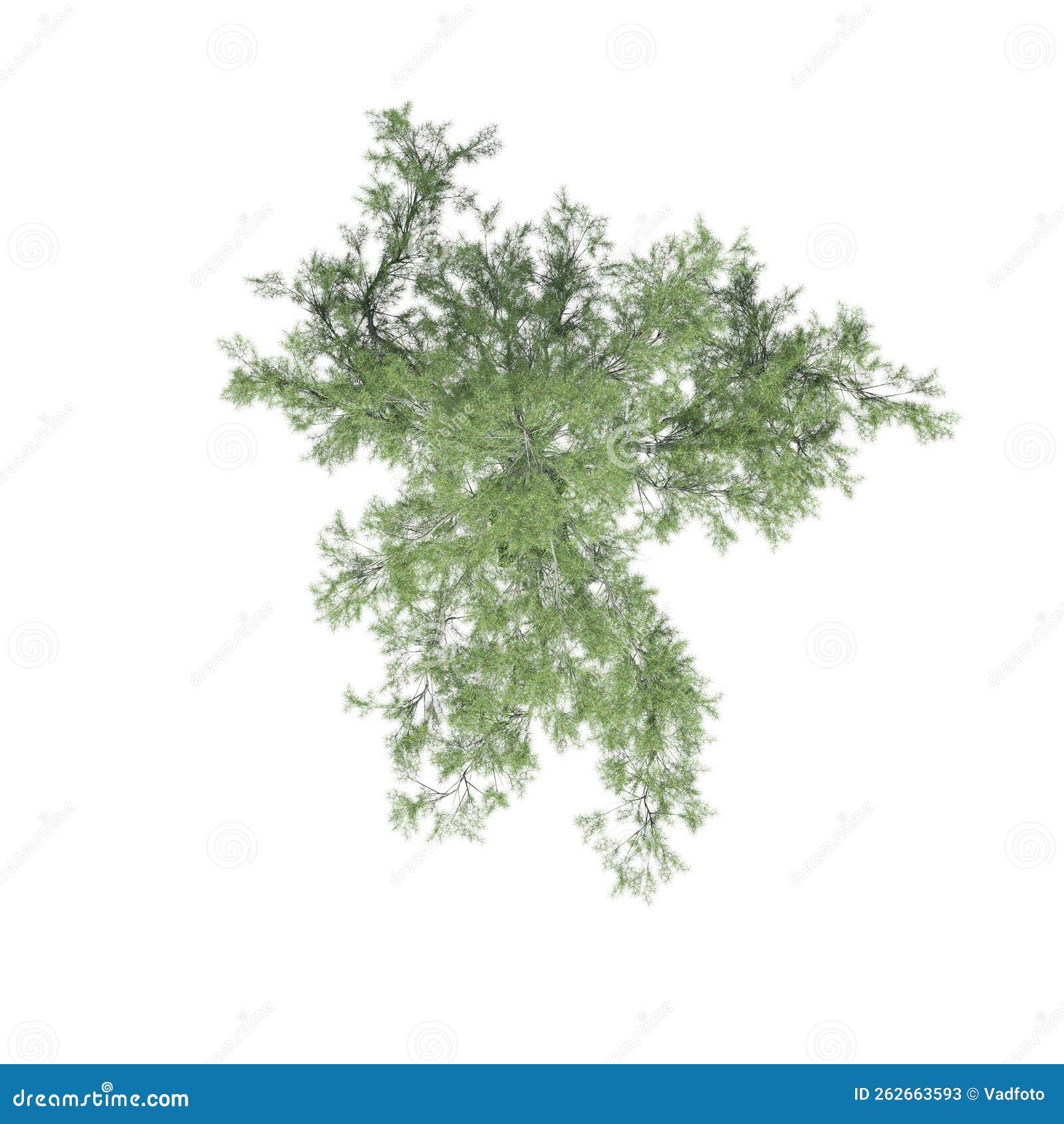 Tree Top View, Isolated on White Background Stock Illustration ...