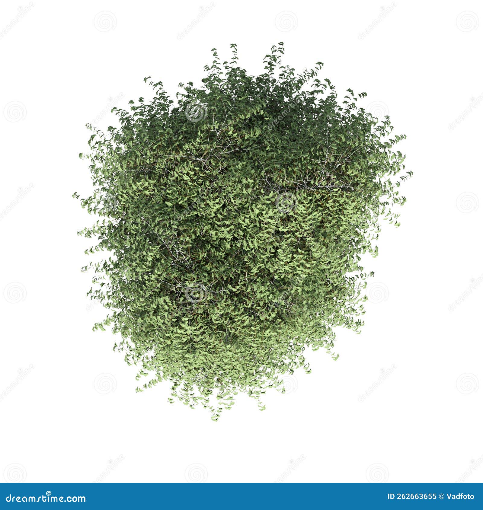 Tree Top View, Isolated on White Background Stock Illustration ...