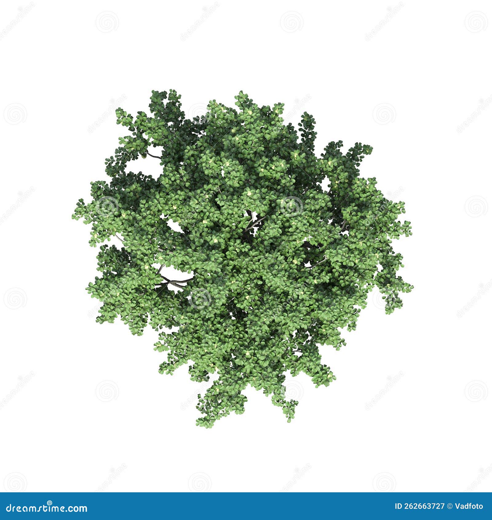 Tree Top View, Isolated on White Background Stock Illustration ... Tree Top View, Isolated on White Background Stock Illustration ...