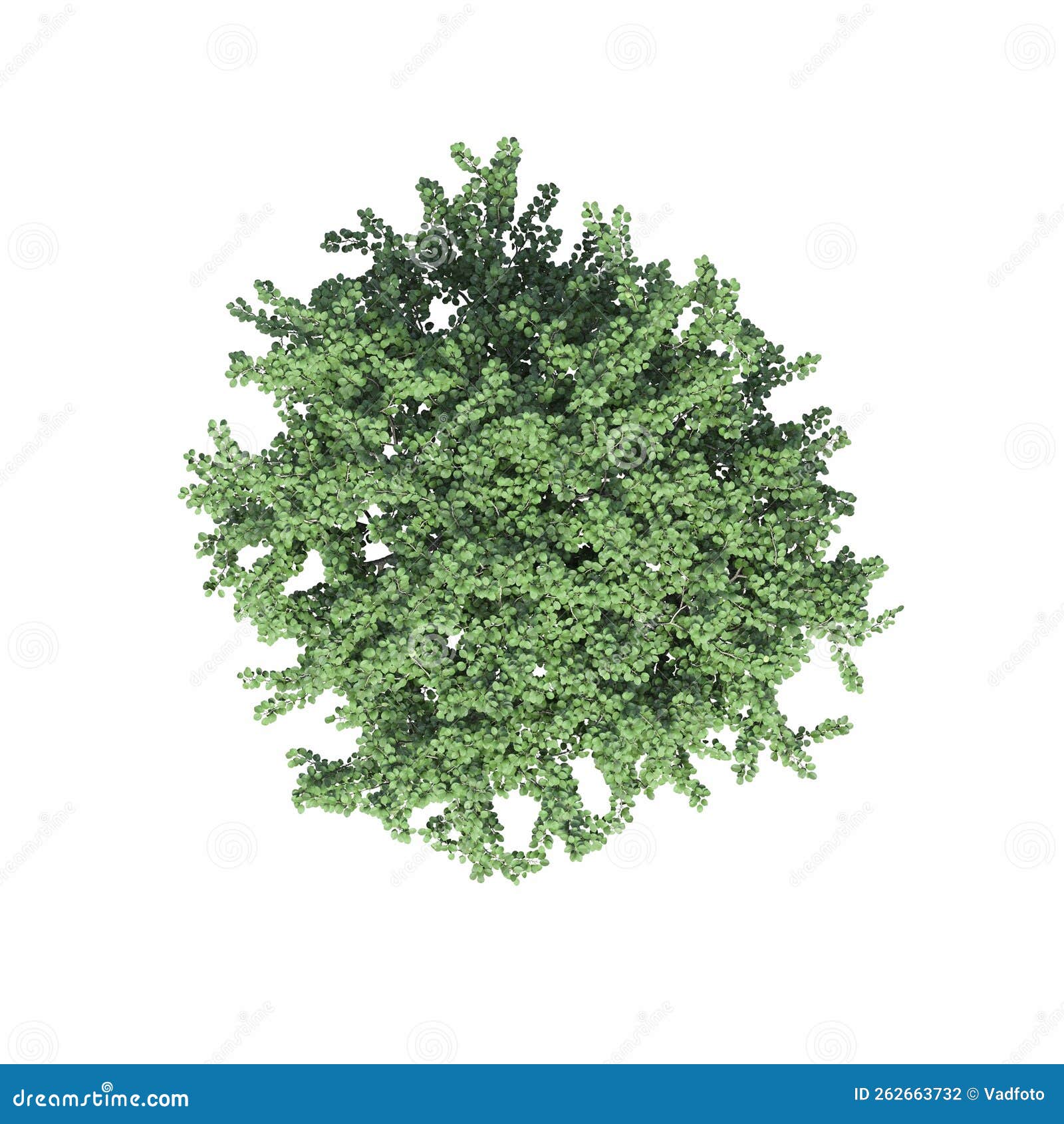 Tree Top View, Isolated on White Background Stock Illustration ...