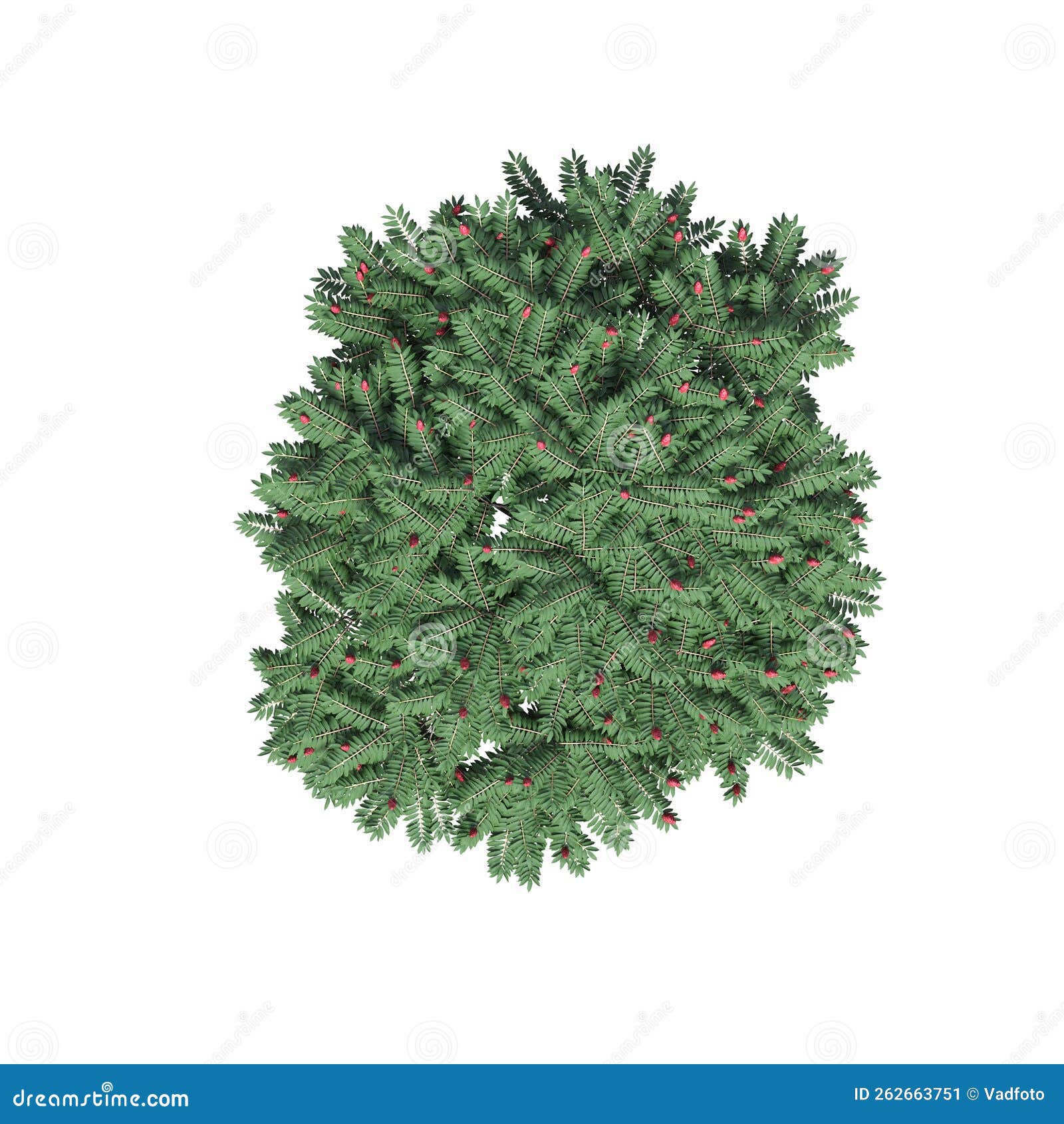 Tree Top View, Isolated on White Background Stock Illustration ... Tree Top View, Isolated on White Background Stock Illustration ...