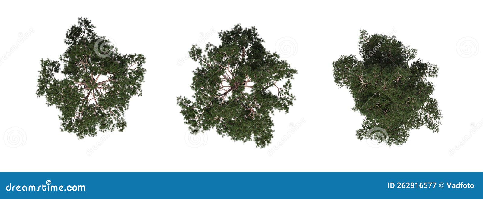 Tree Top View, Isolated on White Background Stock Illustration ...