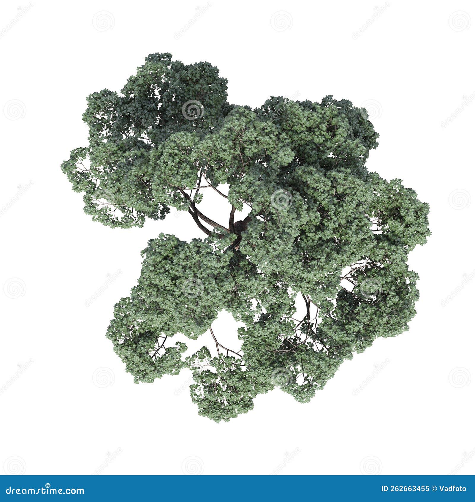 Tree Top View, Isolated on White Background Stock Illustration ...