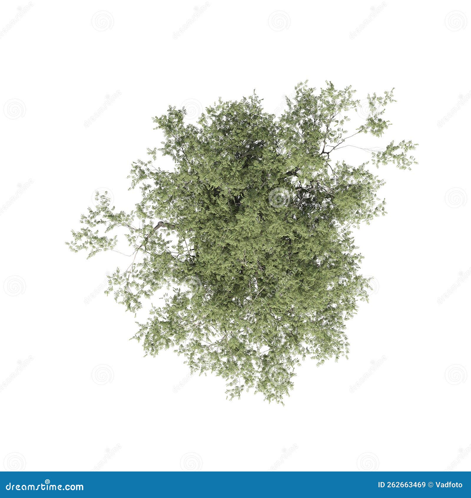 Tree Top View, Isolated On White Background Royalty-Free Cartoon ...