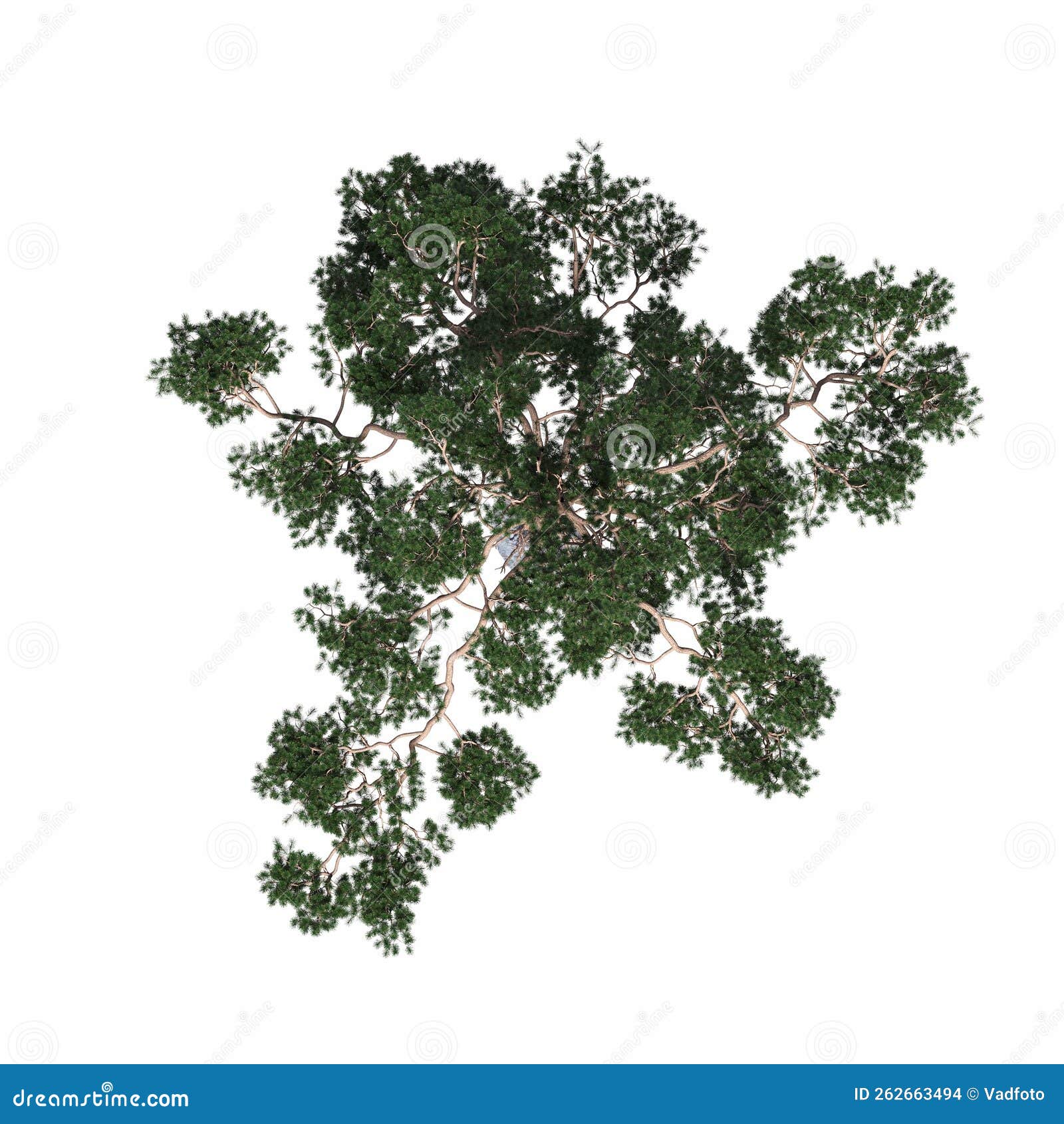 Tree Top View, Isolated on White Background Stock Illustration ... Tree Top View, Isolated on White Background Stock Illustration ...