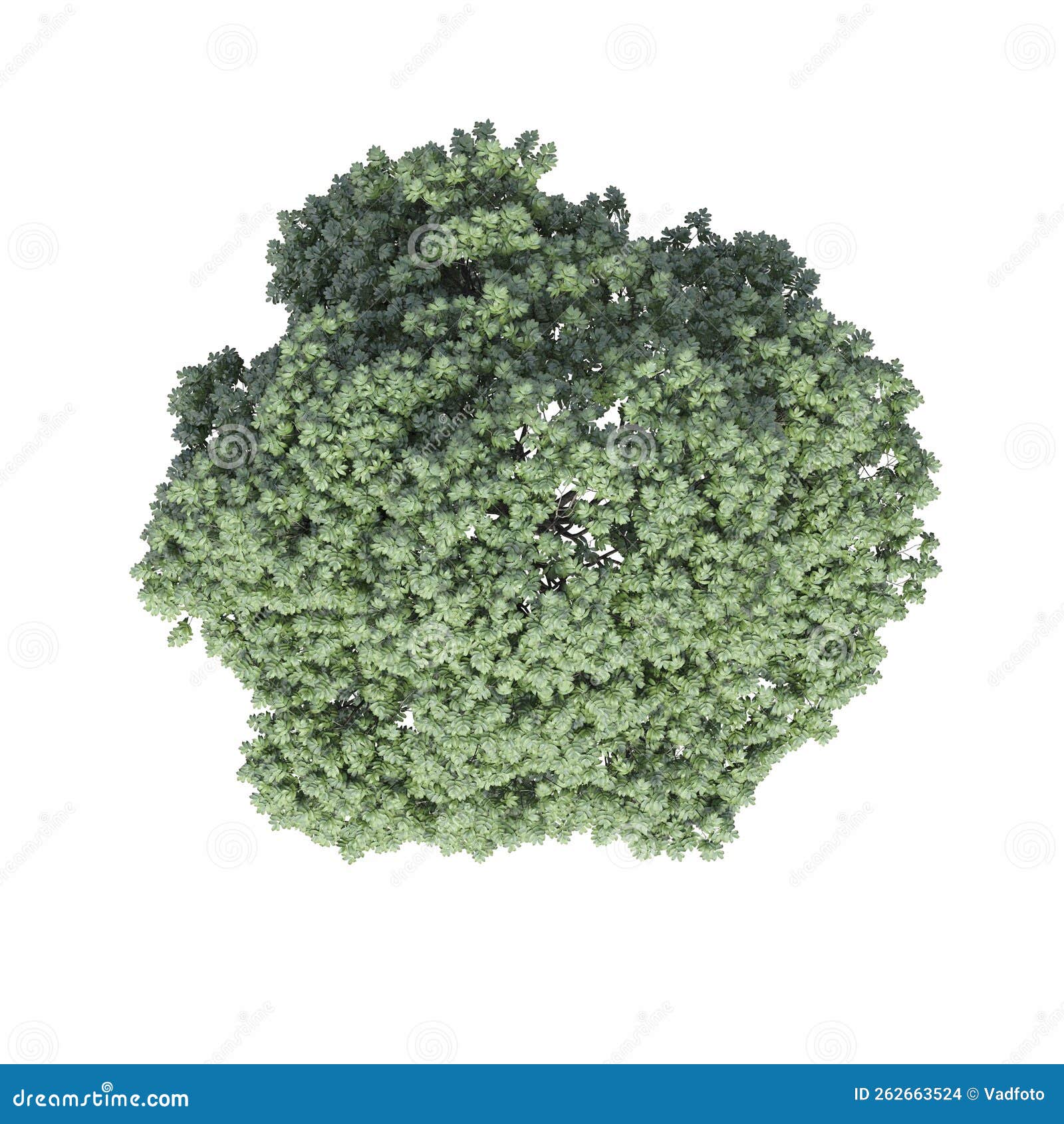 Tree Top View, Isolated on White Background Stock Illustration ...