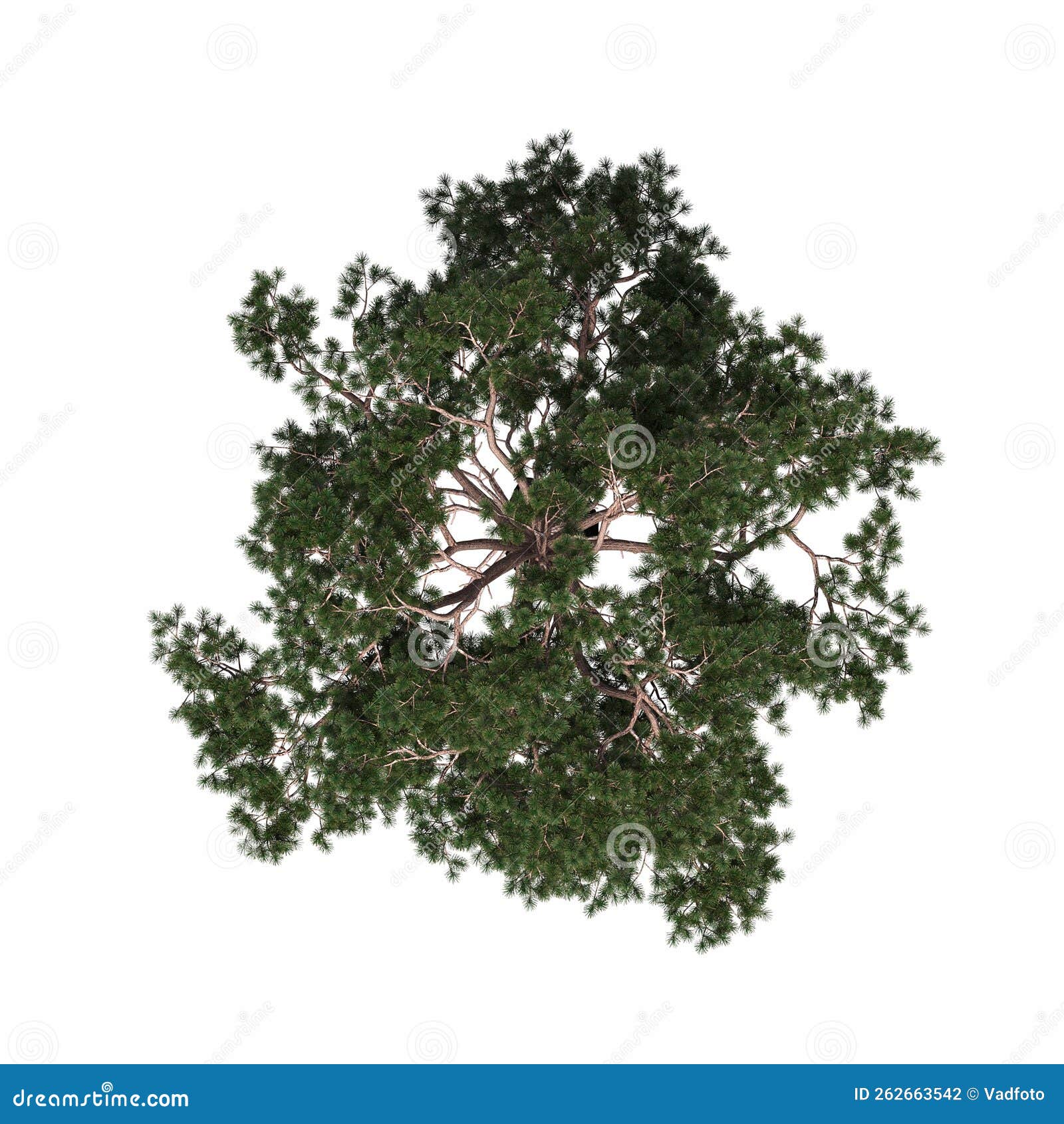Tree Top View, Isolated on White Background Stock Illustration ...