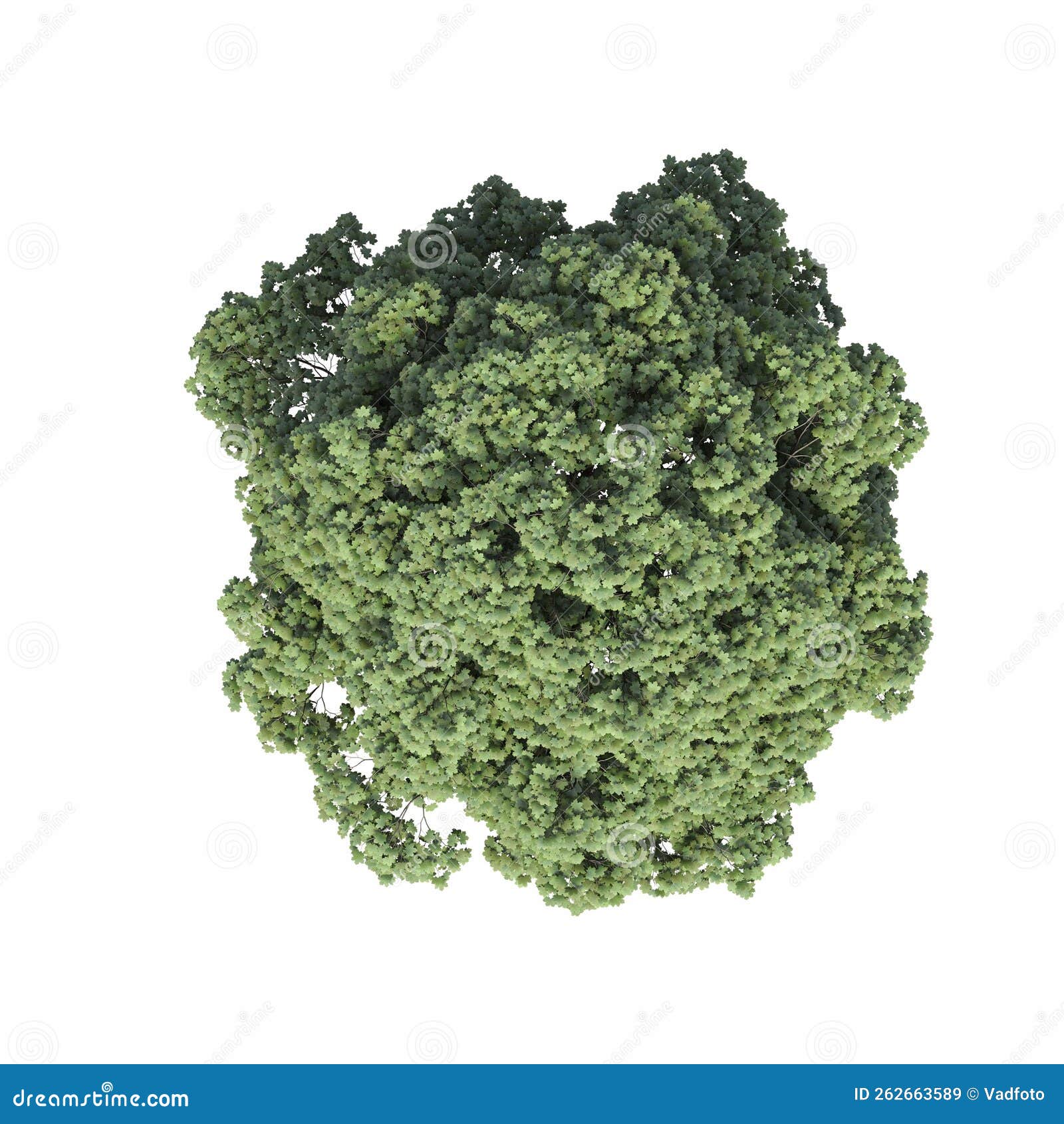 Tree Top View, Isolated on White Background Stock Illustration ...