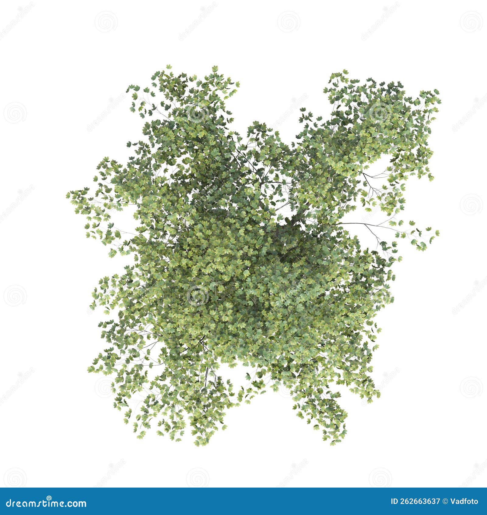 Tree Top View, Isolated on White Background Stock Illustration ... Tree Top View, Isolated on White Background Stock Illustration ...