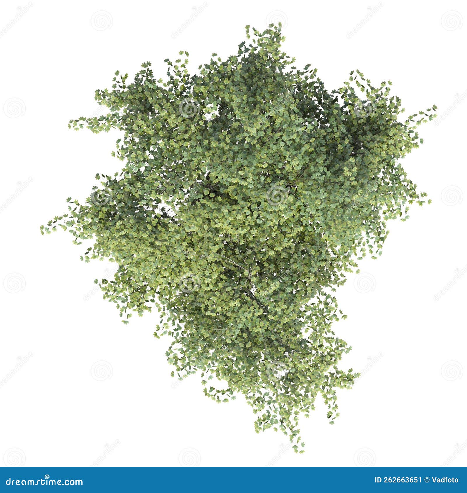 Tree Top View, Isolated on White Background Stock Illustration ...