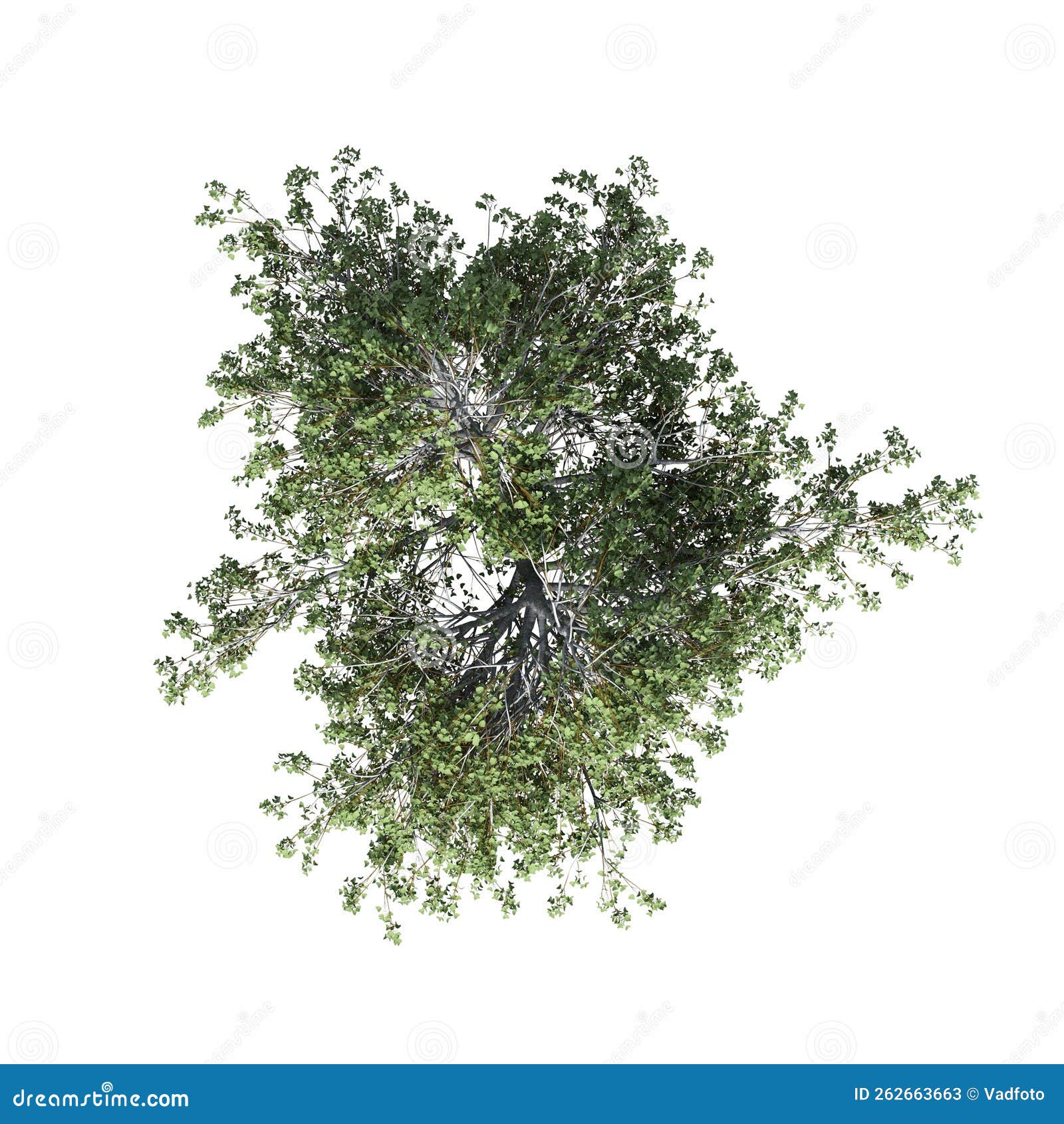 Tree Top View, Isolated on White Background Stock Illustration ... Tree Top View, Isolated on White Background Stock Illustration ...