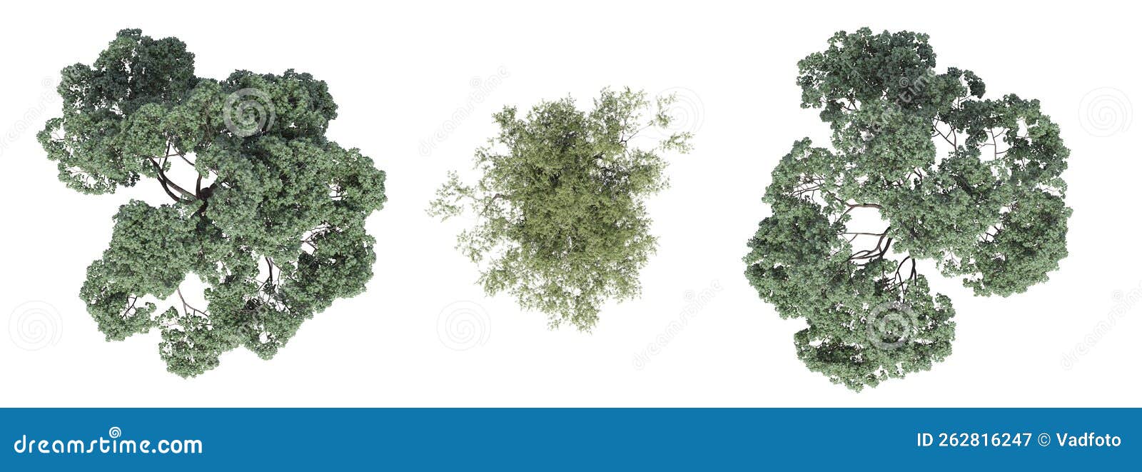 Tree Top View, Isolated on White Background Stock Illustration ...