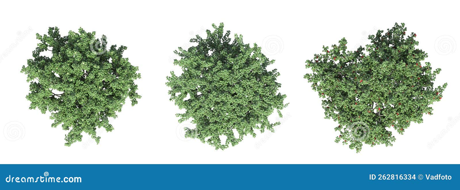 Tree Top View, Isolated on White Background Stock Illustration ...