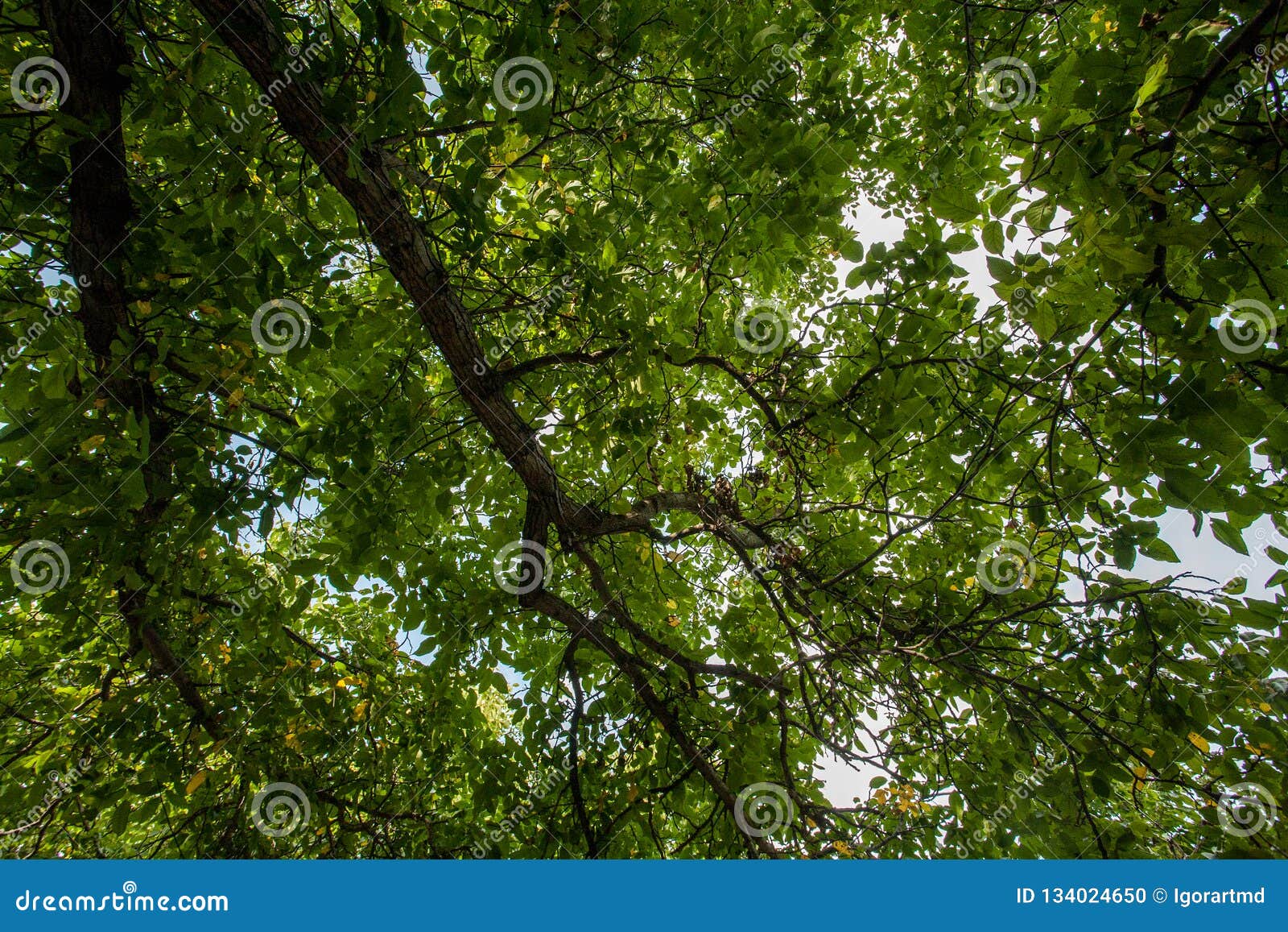 Tree top view stock photo. Image of foliage, forest - 134024650