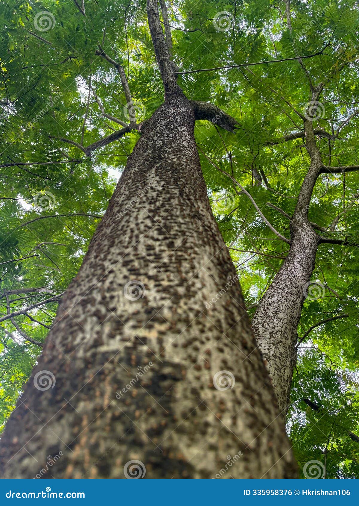Tree top view stock photo. Image of tree, view, green - 335958376