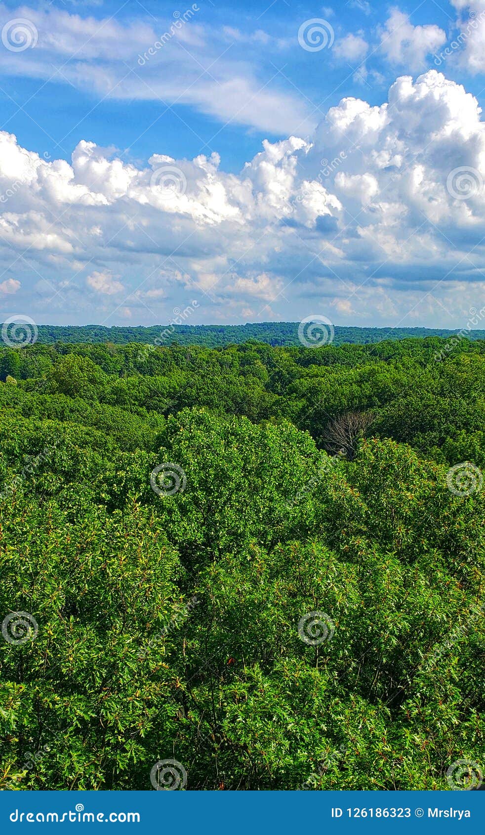 Scenic Tree Top View of the Forest from the Holden Arboretum in ...