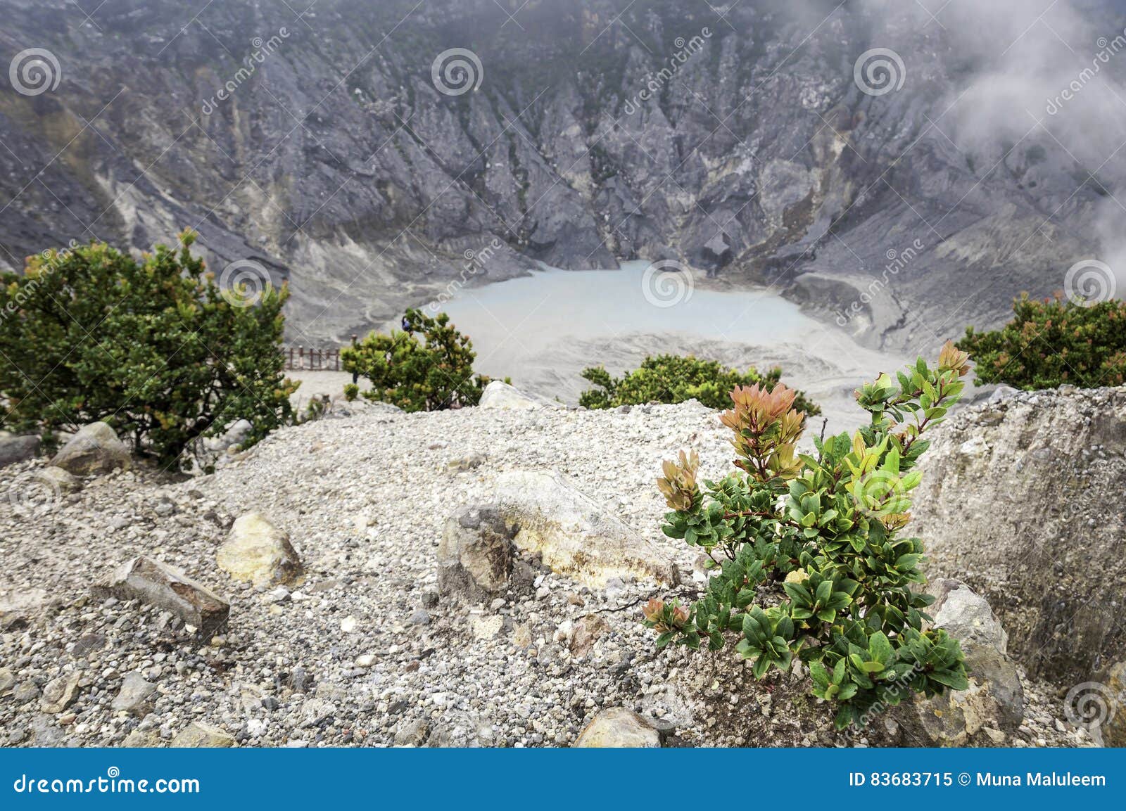 Tree on Top of Volcano Mountain Stock Image - Image of grass, extreme ...