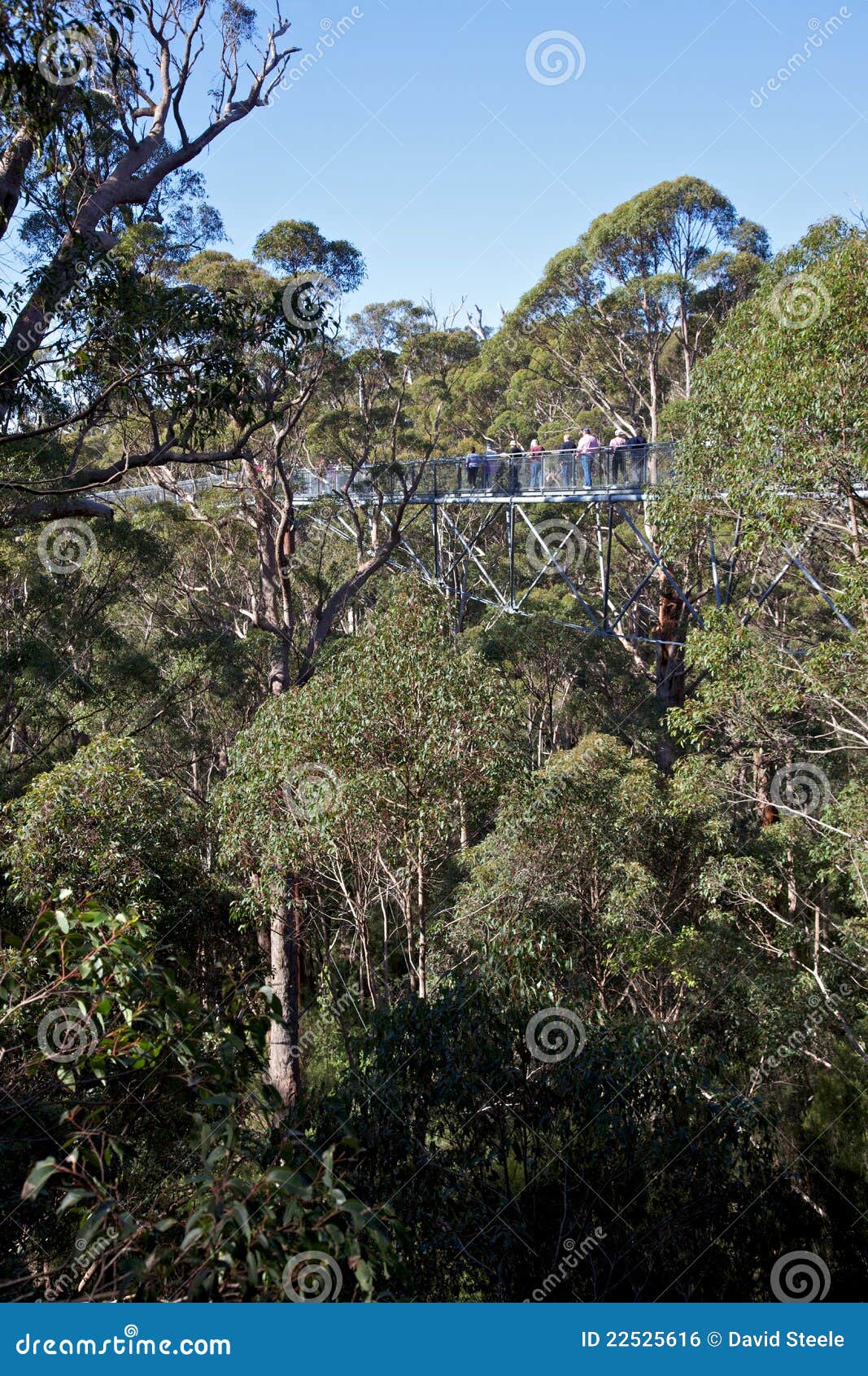 Tree Top Walk stock photo. Image of valley, flora, walpole - 22525616