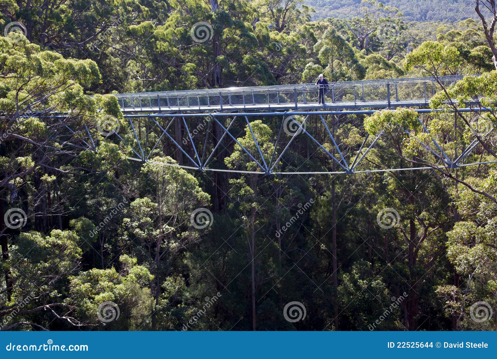 Tree Top Walk stock photo. Image of walking, park, national - 22525644