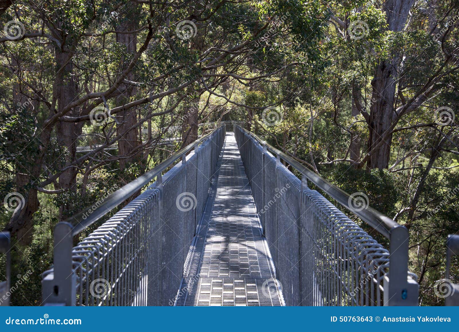 Tree Top Walk Bridge in the Valley of the Giants Stock Image - Image of ...