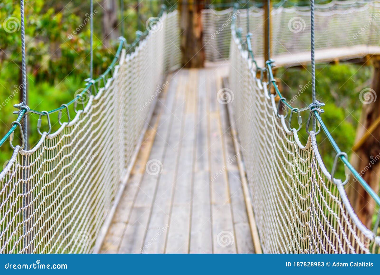 Elevated Tree Top Walk stock image. Image of gangway - 187828983