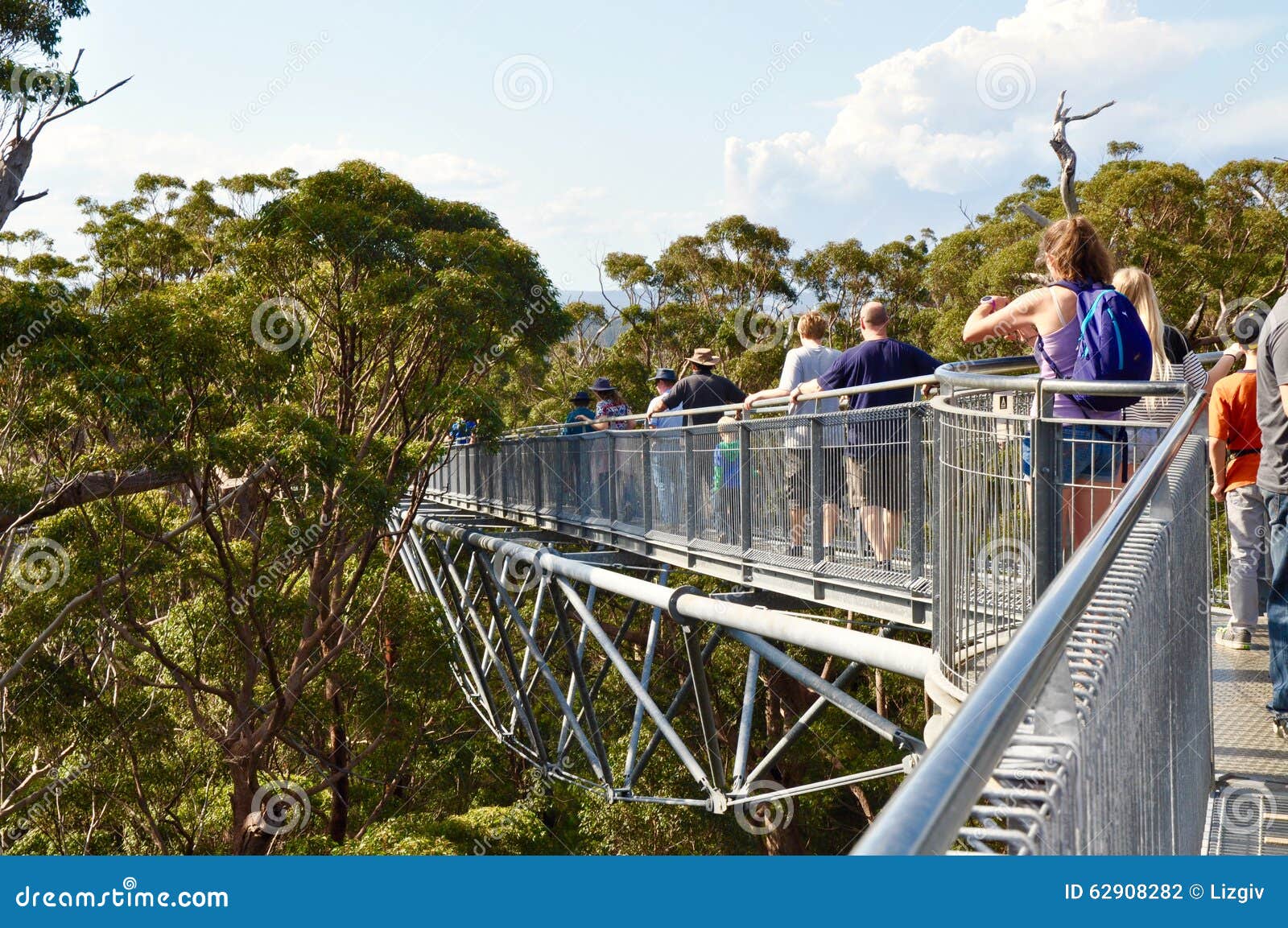 Tree Top Walk in the Tingle Tree Forest: Denmark, Western Australia ...