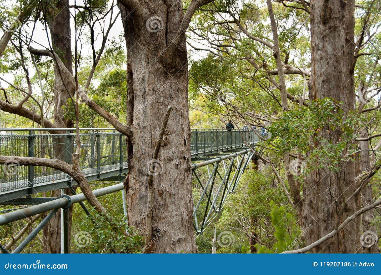 Tree Top Walk stock photo. Image of denmark, australian - 119202186