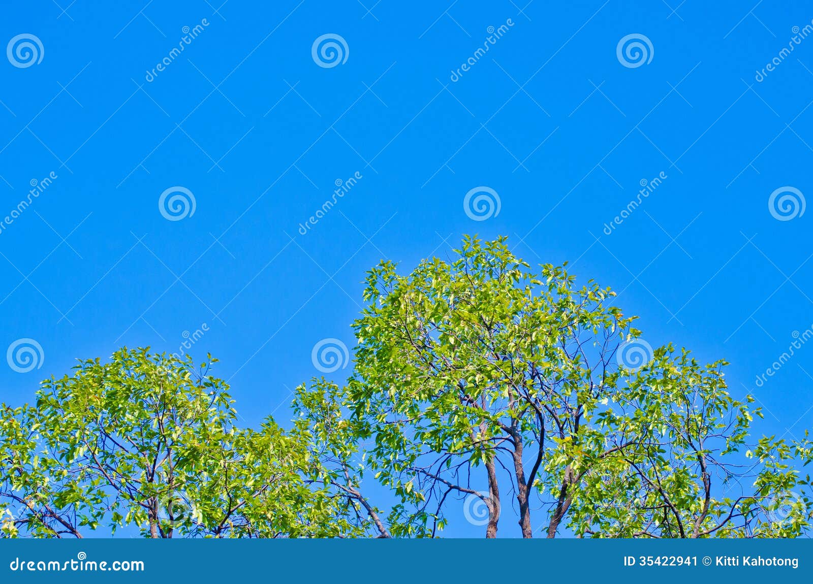 Tree top stock image. Image of pine, scenic, blue, park - 35422941