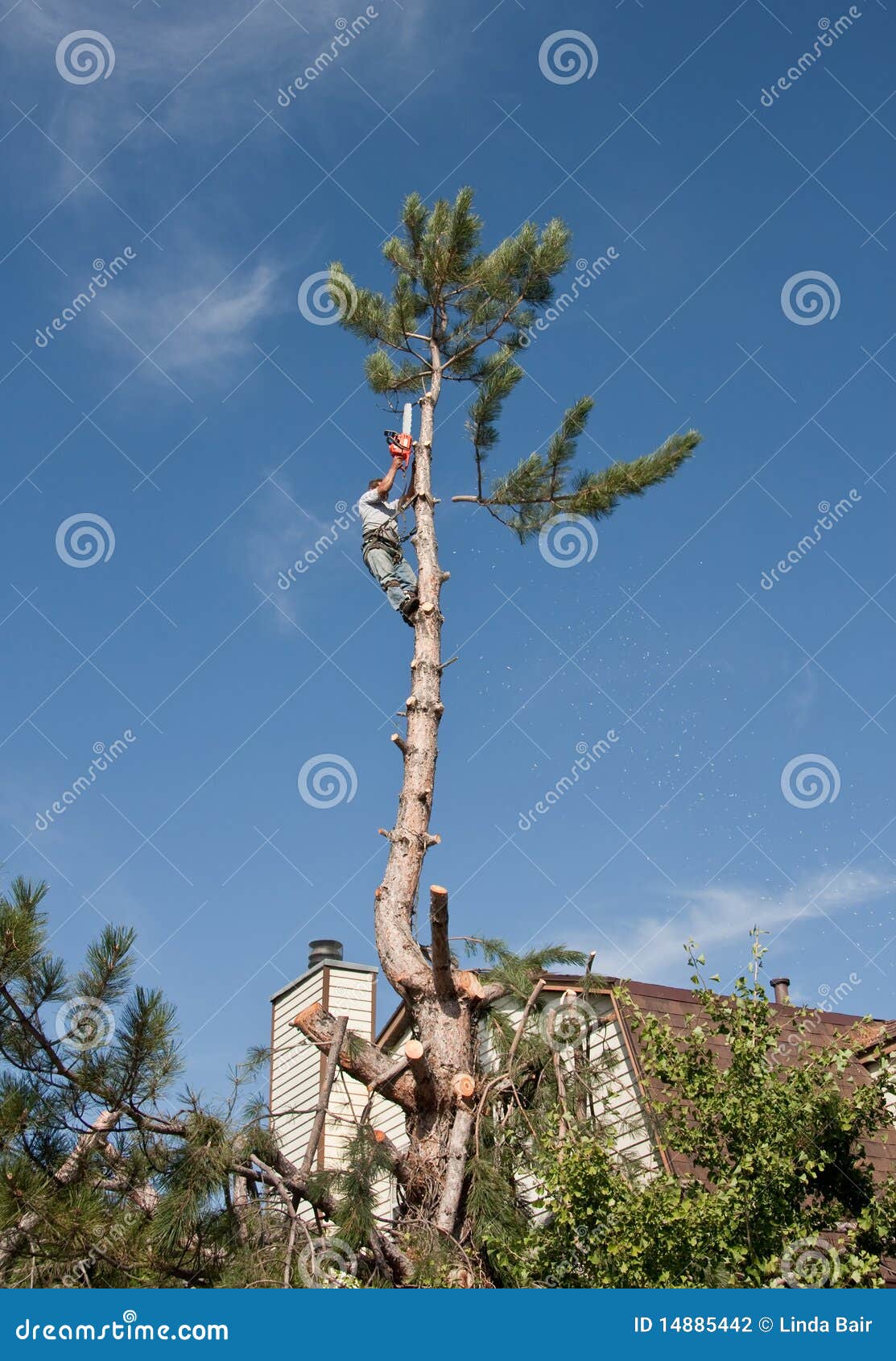 Tree topping and Removal stock photo. Image of climbing - 14885442
