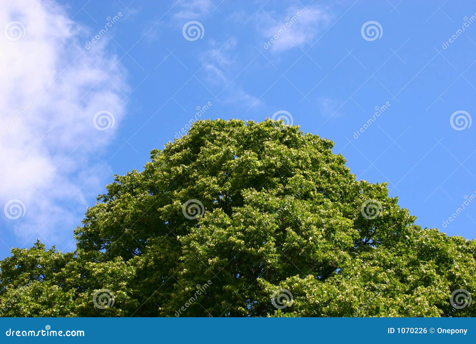 Tree Tops stock photo. Image of tall, blue, large, clouds - 1070226