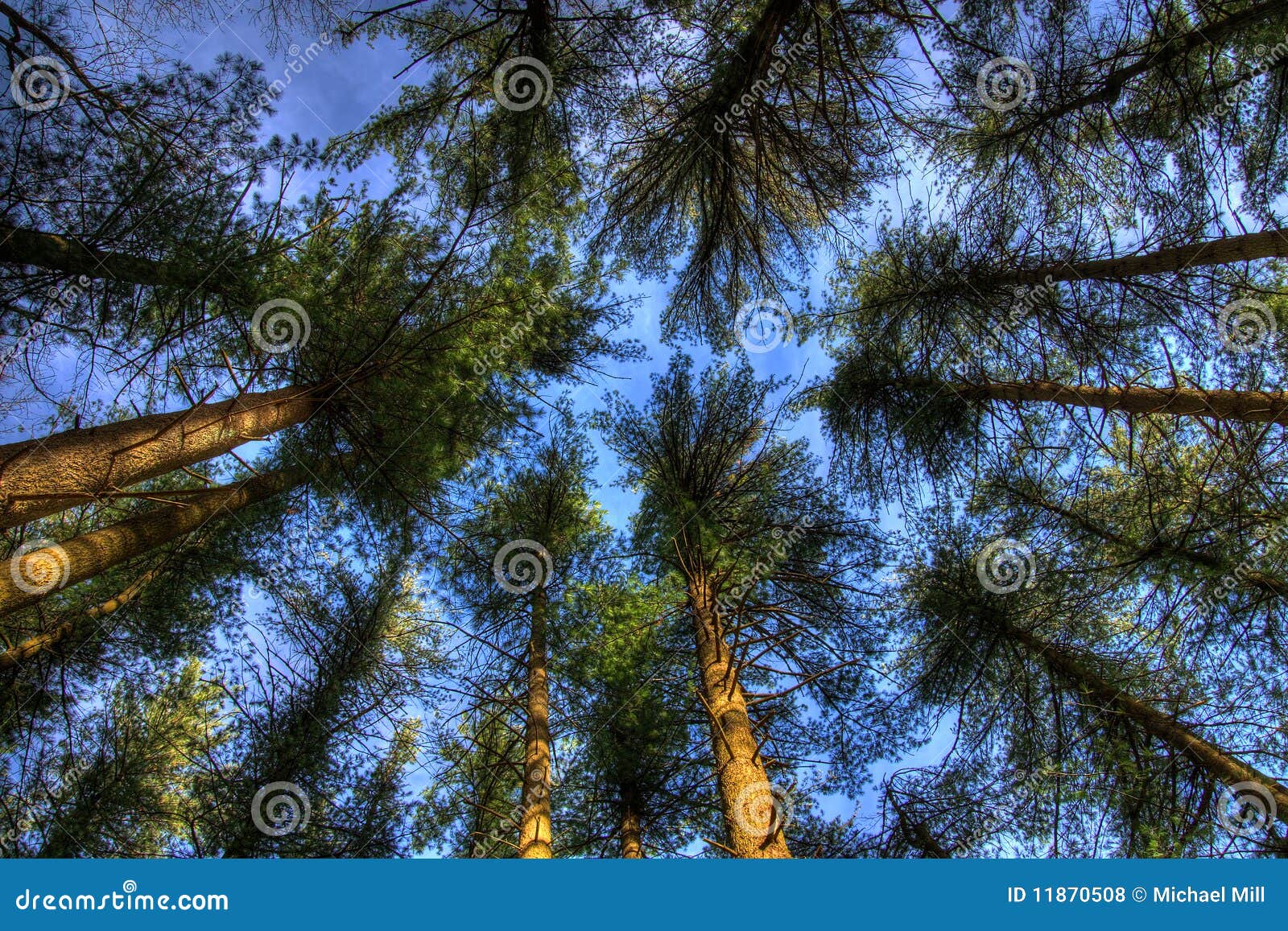 Tree Tops stock photo. Image of scenery, pine, forest - 11870508