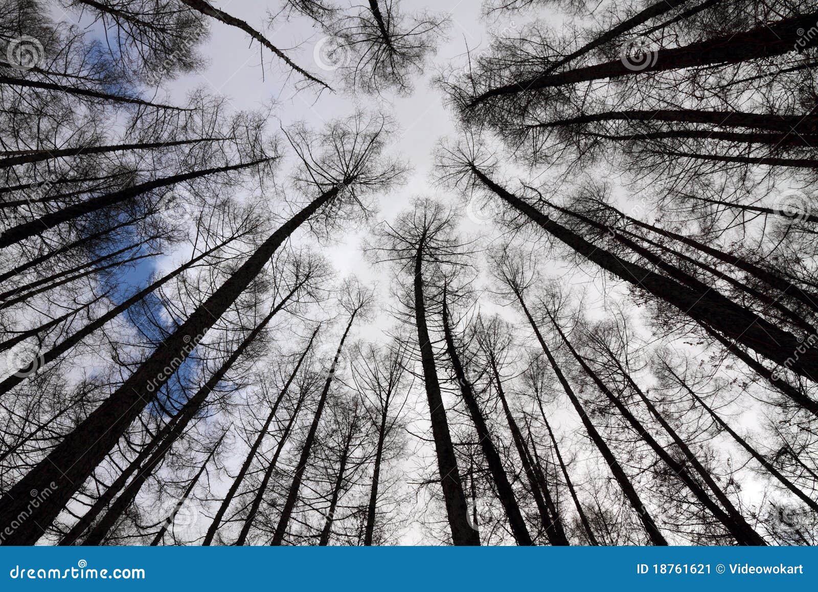 Tree tops stock image. Image of cloudy, spooky, natural - 18761621