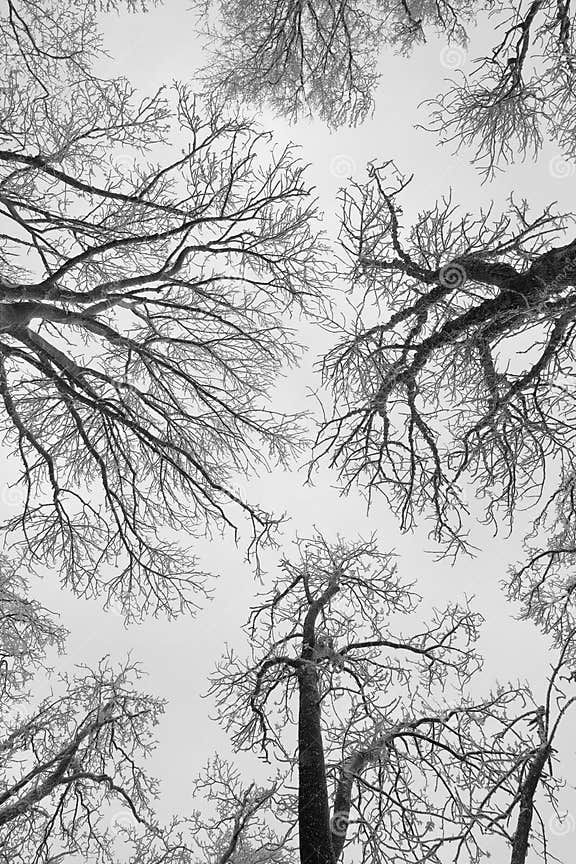 Tree-tops stock photo. Image of mountains, tree, scene - 22997206