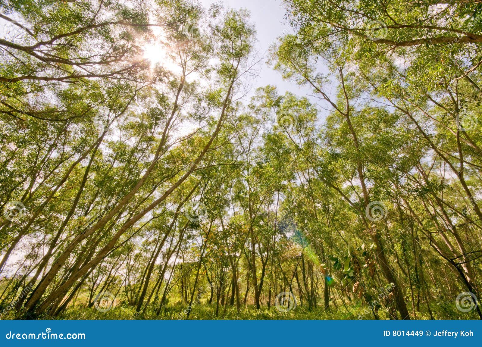 Tree Tops stock image. Image of canopy, trunks, numerous - 8014449