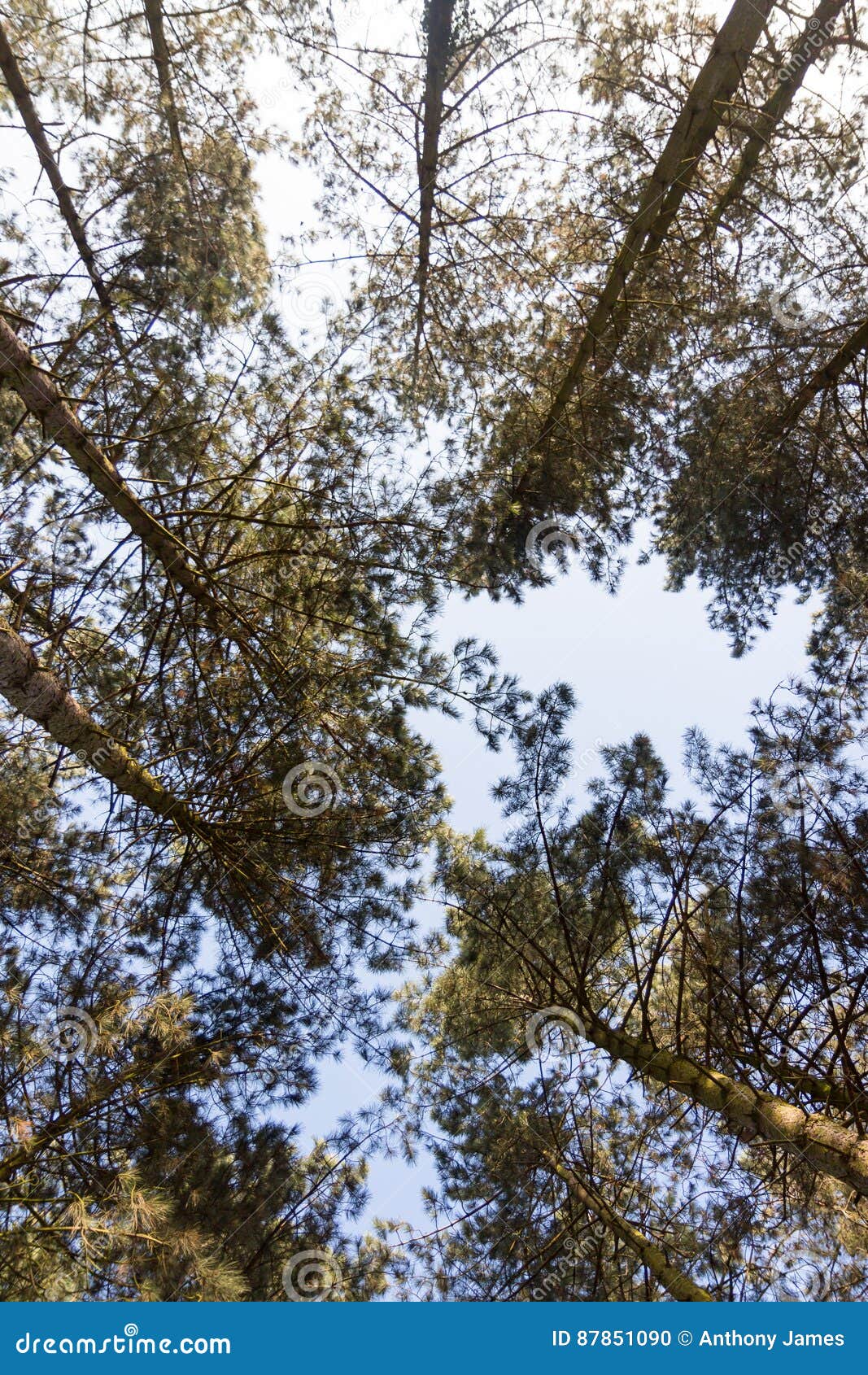 Tree Tops Against a Blue Sky Stock Photo - Image of twig, sunlight ...