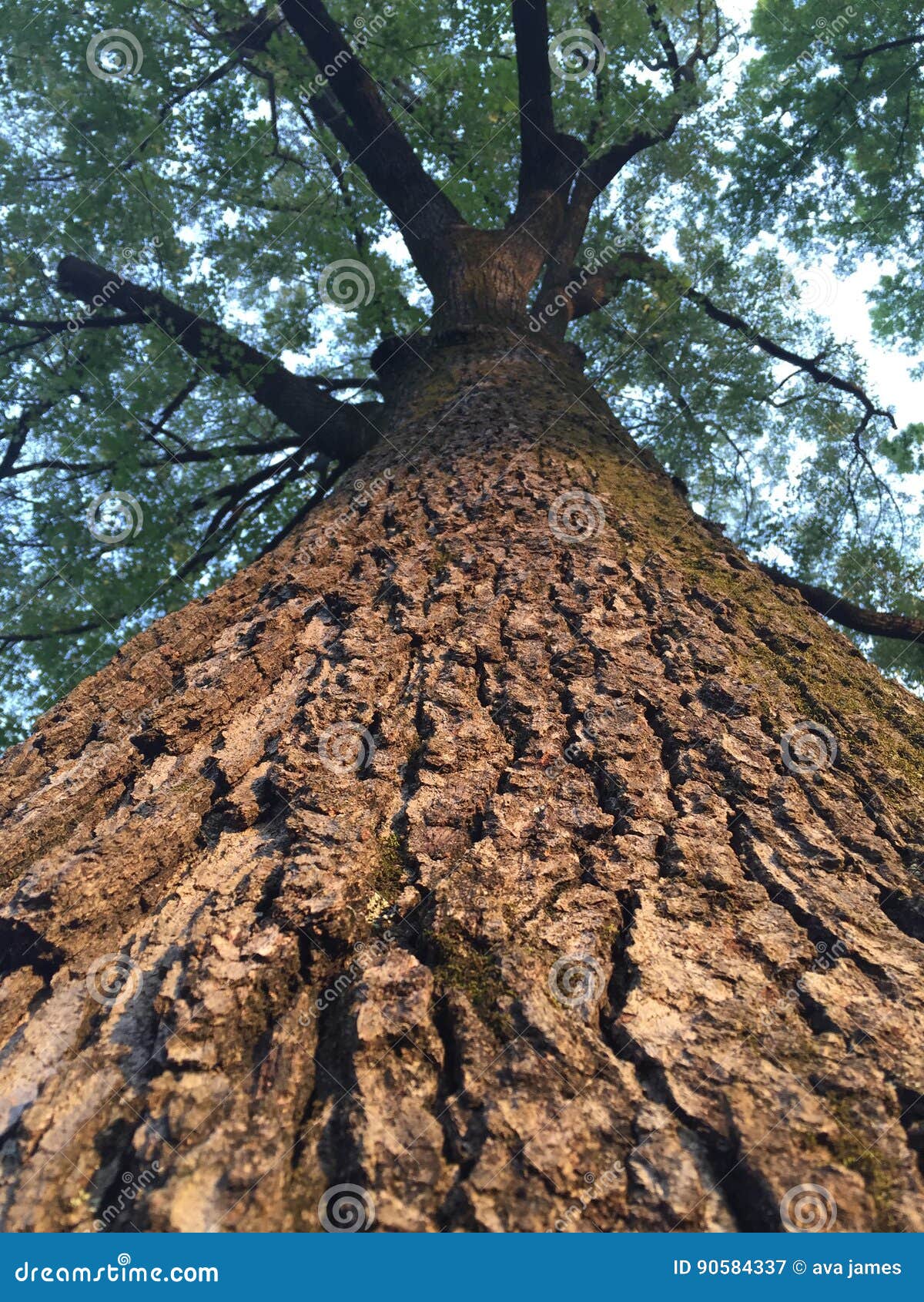 Tree tops editorial photography. Image of wood, tree - 90584337