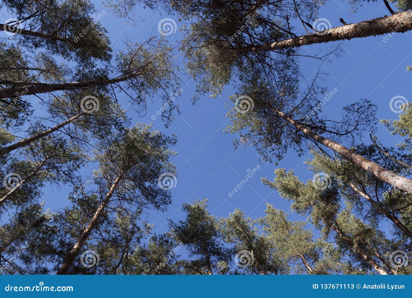 Tree Tops on Blue Sky Background Stock Image - Image of view, timber ...