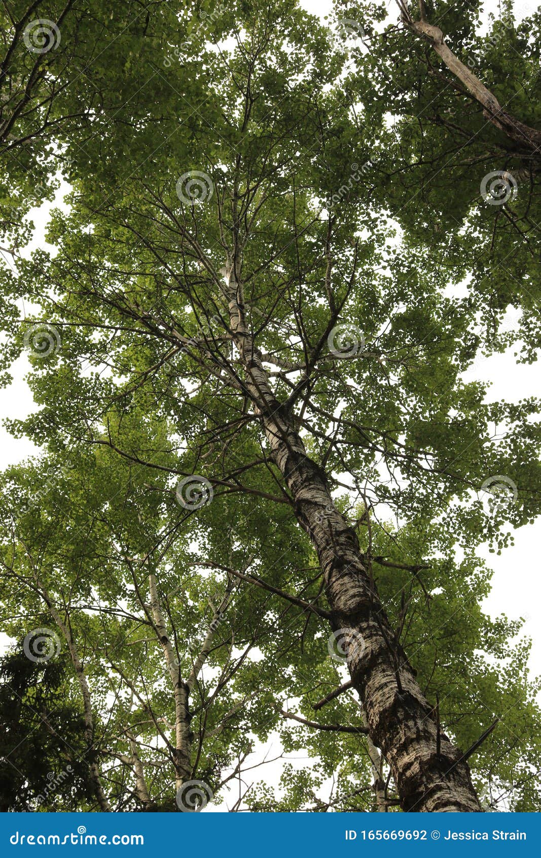 Tree tops stock photo. Image of tree, trees, bark, leaves - 165669692