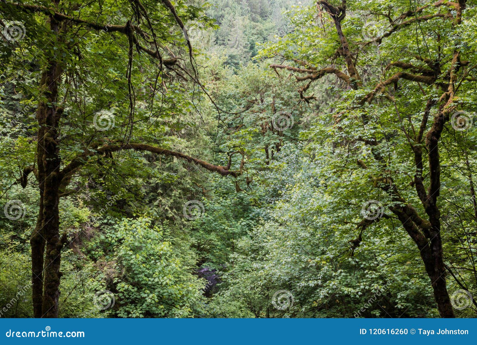 Tree Tops in Dense Forest in Washington State Stock Photo - Image of ...