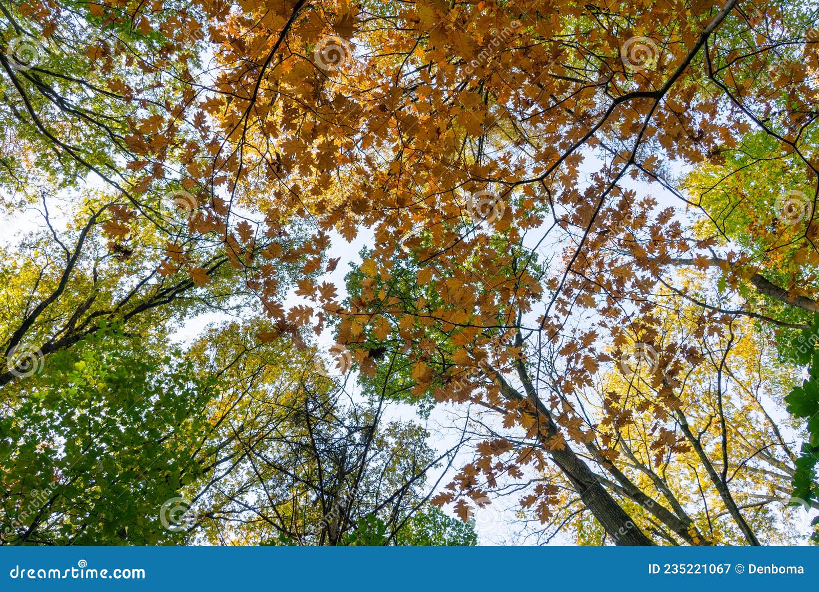 Tree tops in the forest stock image. Image of abstract - 235221067